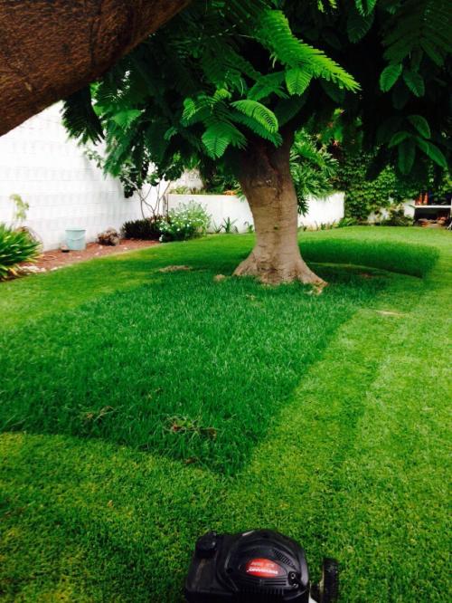 Quiero tener mi césped sano, verde y vigoroso | Ecocán Servicios Integrales